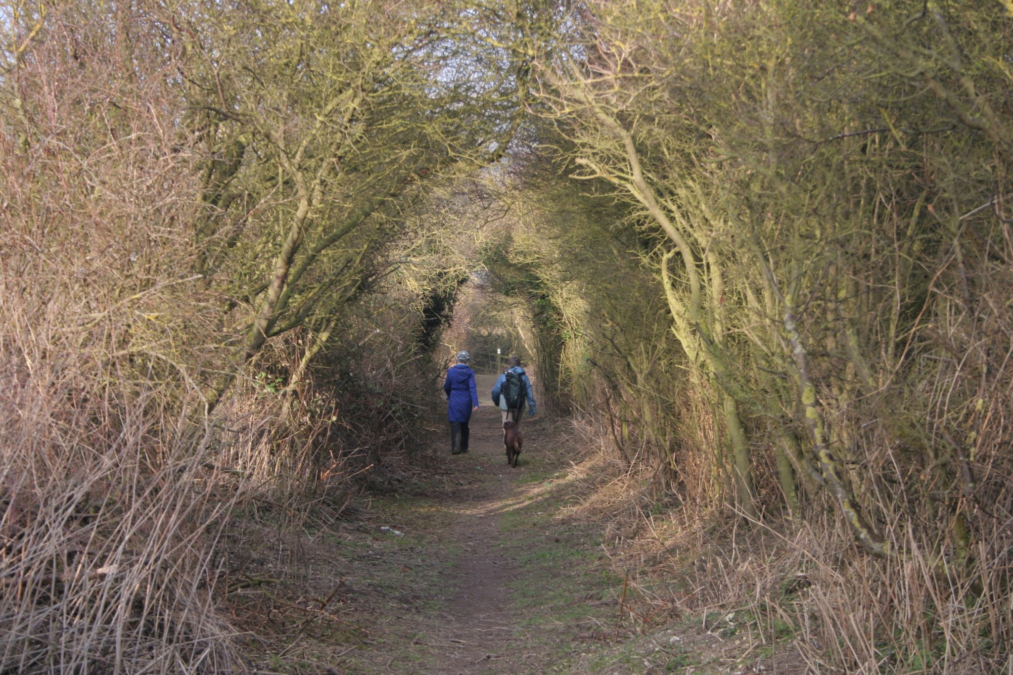 Icknield Way Trail website refresh – Icknield Way Trail